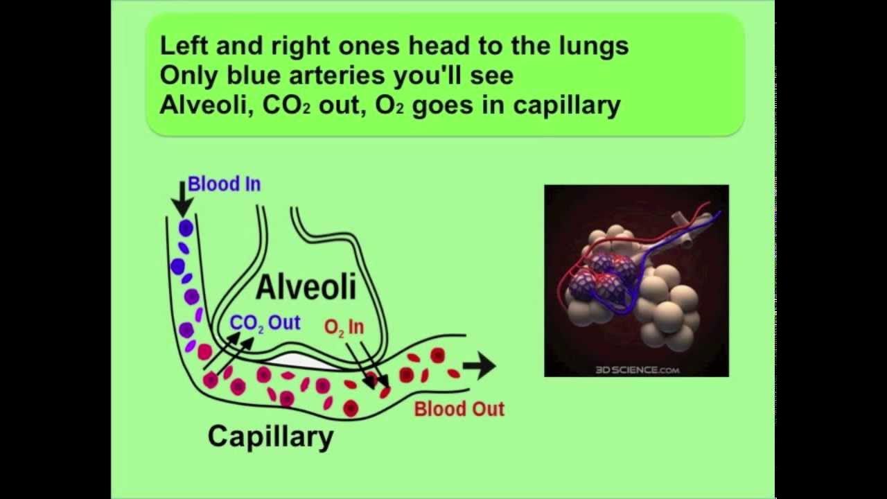 Circulatory System Song - YouTube