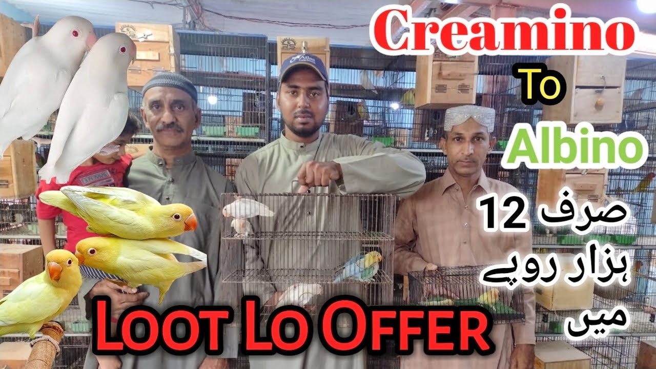 Loot Lo Saal Ki Sub sai bari offer | Rate List Creamino Decino Palefellow Albino Red eye Season ...