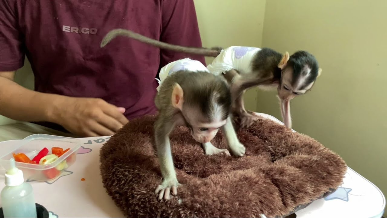 BABY MONKEY cute palying IN HOME - YouTube