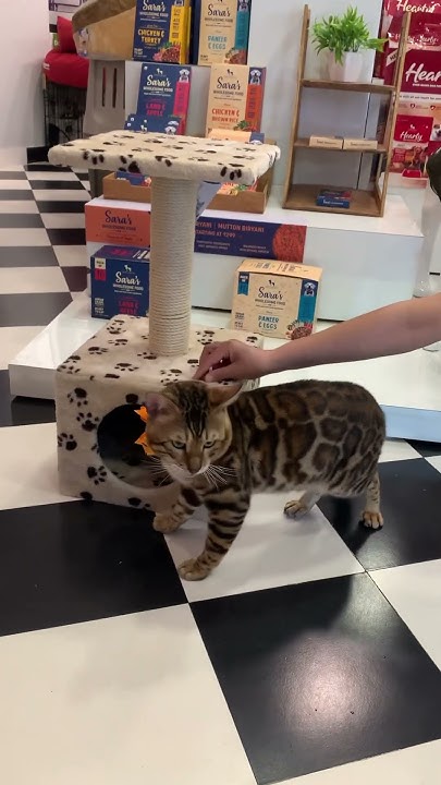 Bengal cat playing with catnip - YouTube