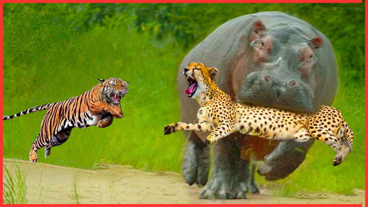 Tiger attacks Hippo to free Jaguar - Great Battle of Leopard vs Hippo ...