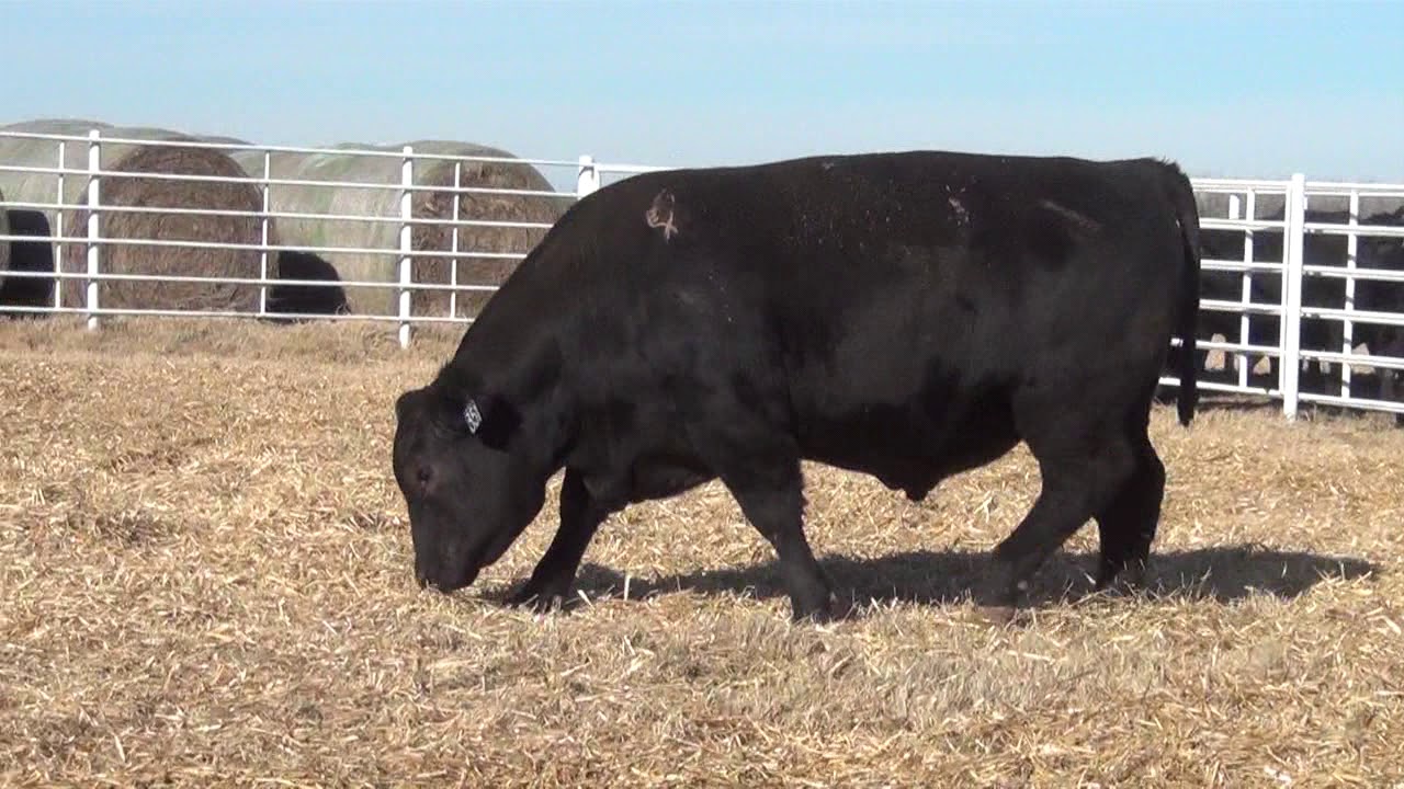 Express Ranches Lot 351 - YouTube