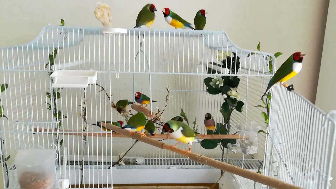 Gouldian finches. - YouTube