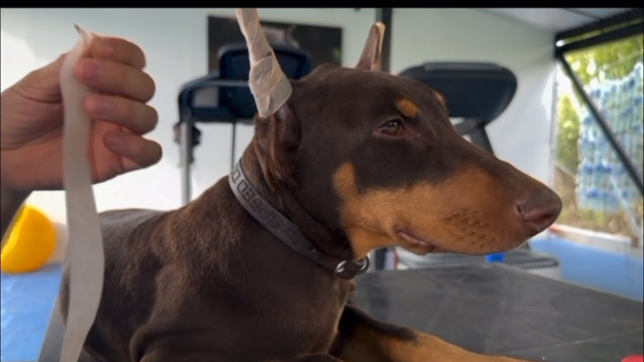 Cómo ponerle un vendajes a las orejas de un Doberman ? - YouTube