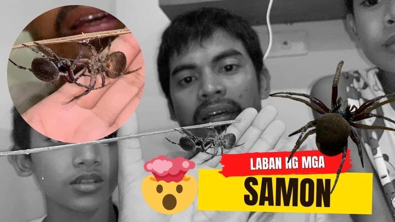 GAGAMBA FIGHT!!SAMON!!!FIRST TIME MAKAKITA NG LABAN NG SAMON!!ANG ...