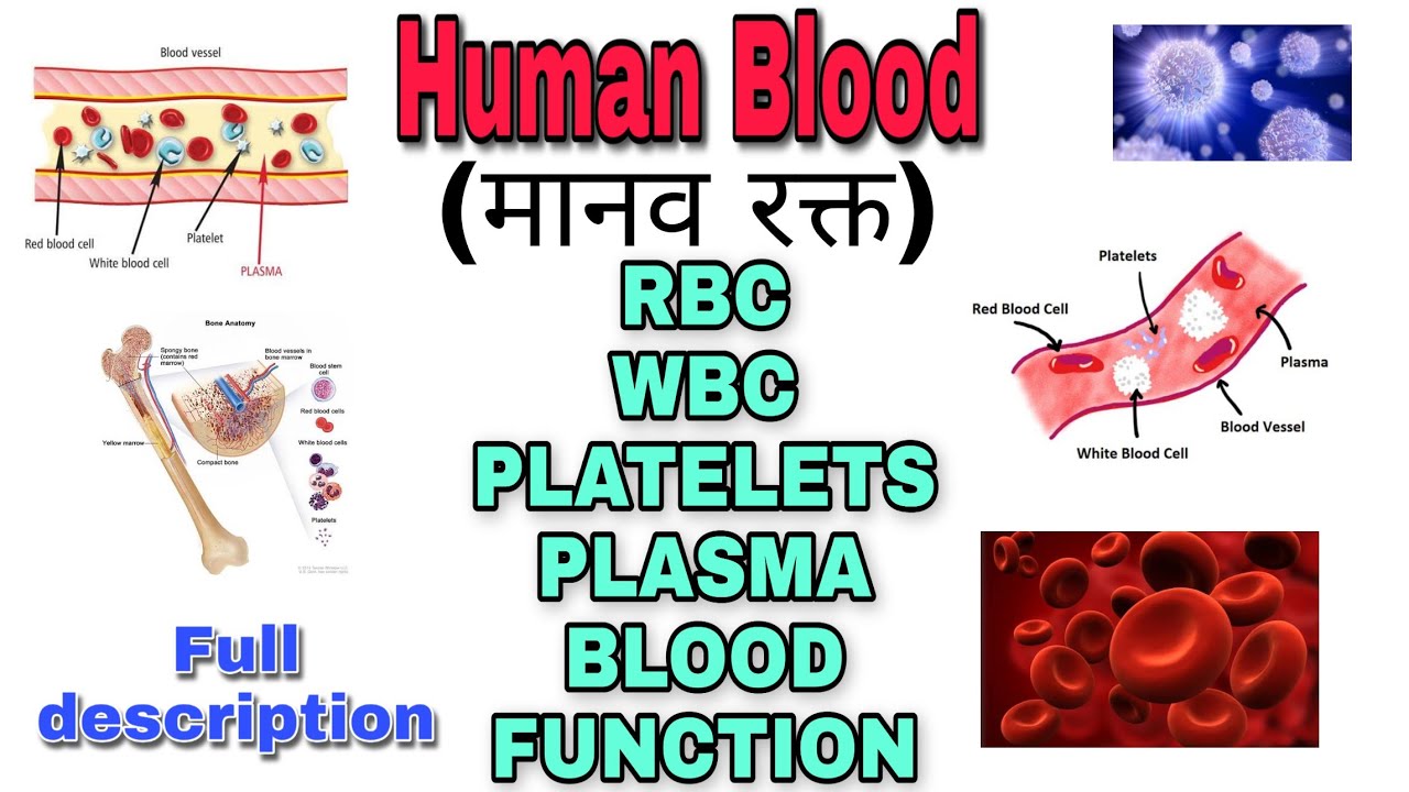 human blood (रक्त परिसंचरण तंत्र)||function of blood | RBC, WBC, Plasma ...