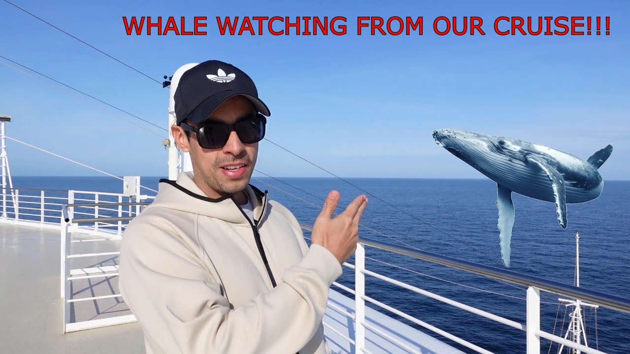 SAILING WITH WHALES ON THE SAPPHIRE PRINCESS | West Coast Cruise Vlog ...