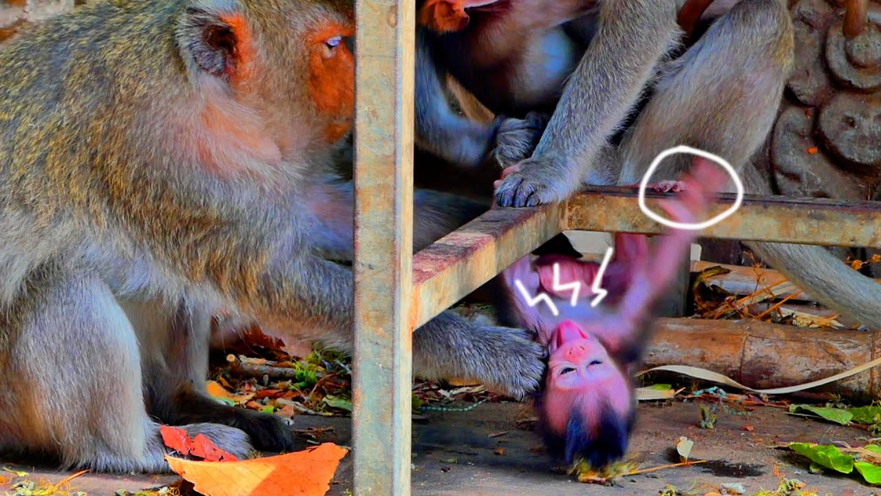 Big S@-d clip...Po-or baby monkey ELON scared falls down look so pi-ty ...