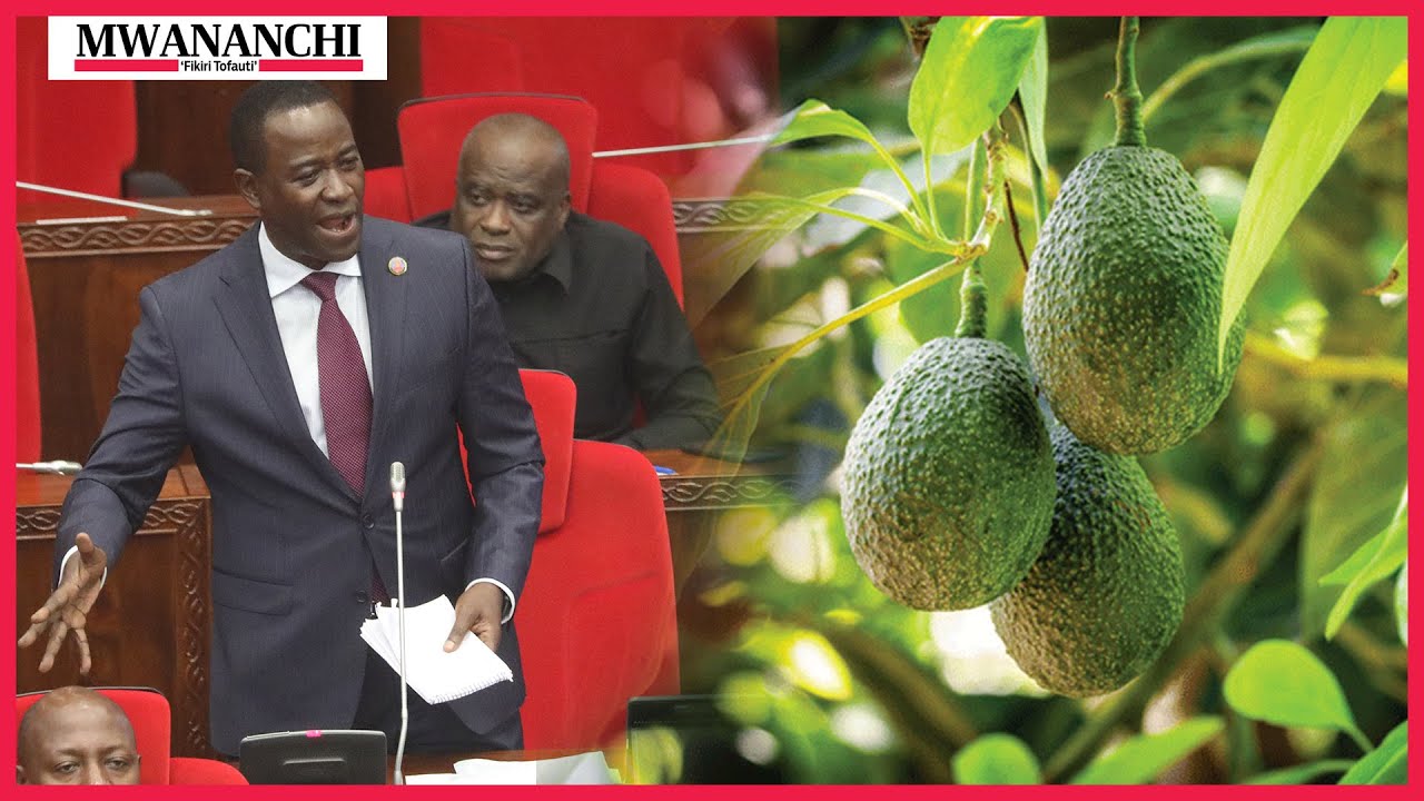 Mbunge alia na kilimo cha Parachichi nchini; ayasema haya.... - YouTube