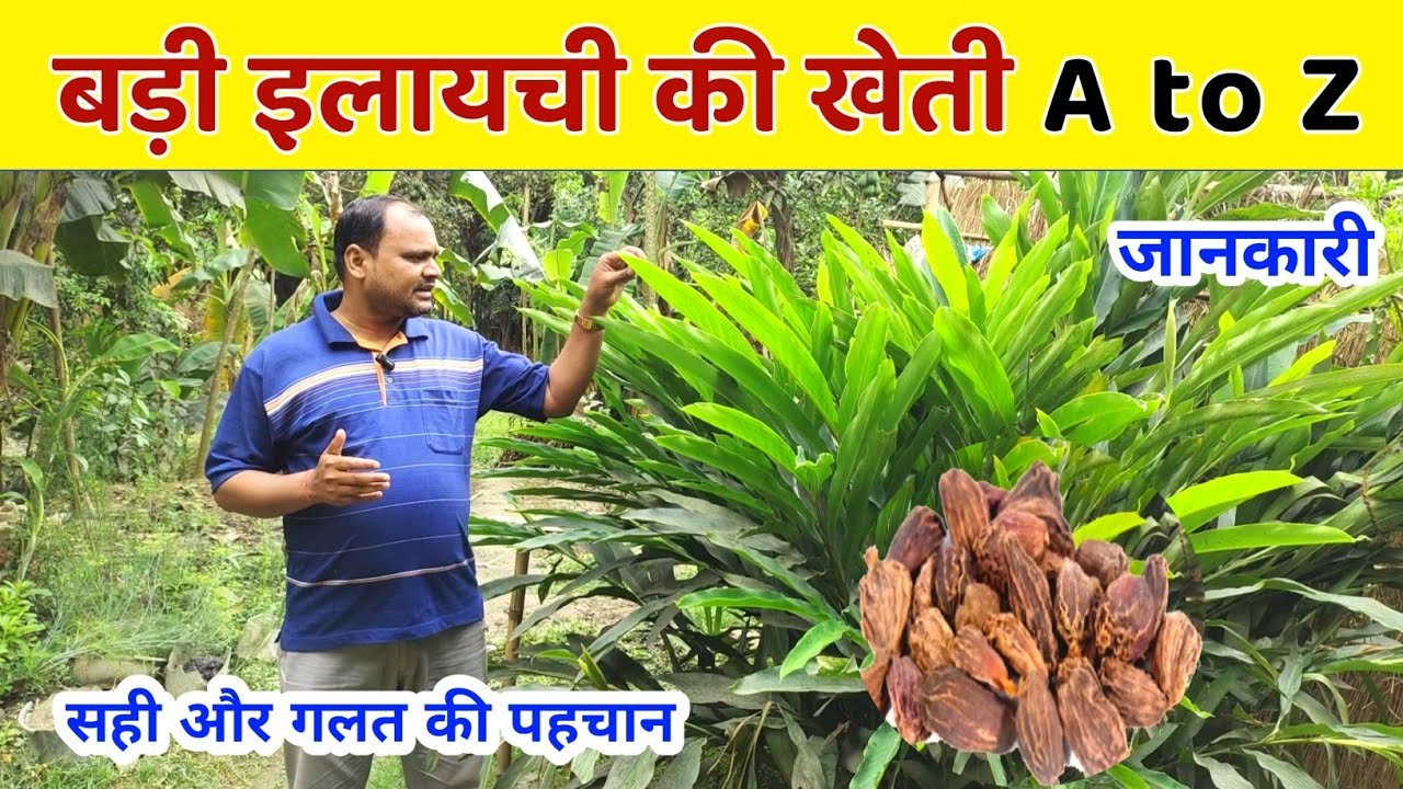 बड़ी इलायची की खेती सही और गलत पौधे की पहचान कैसे करें 🌱 badi elaichi ...