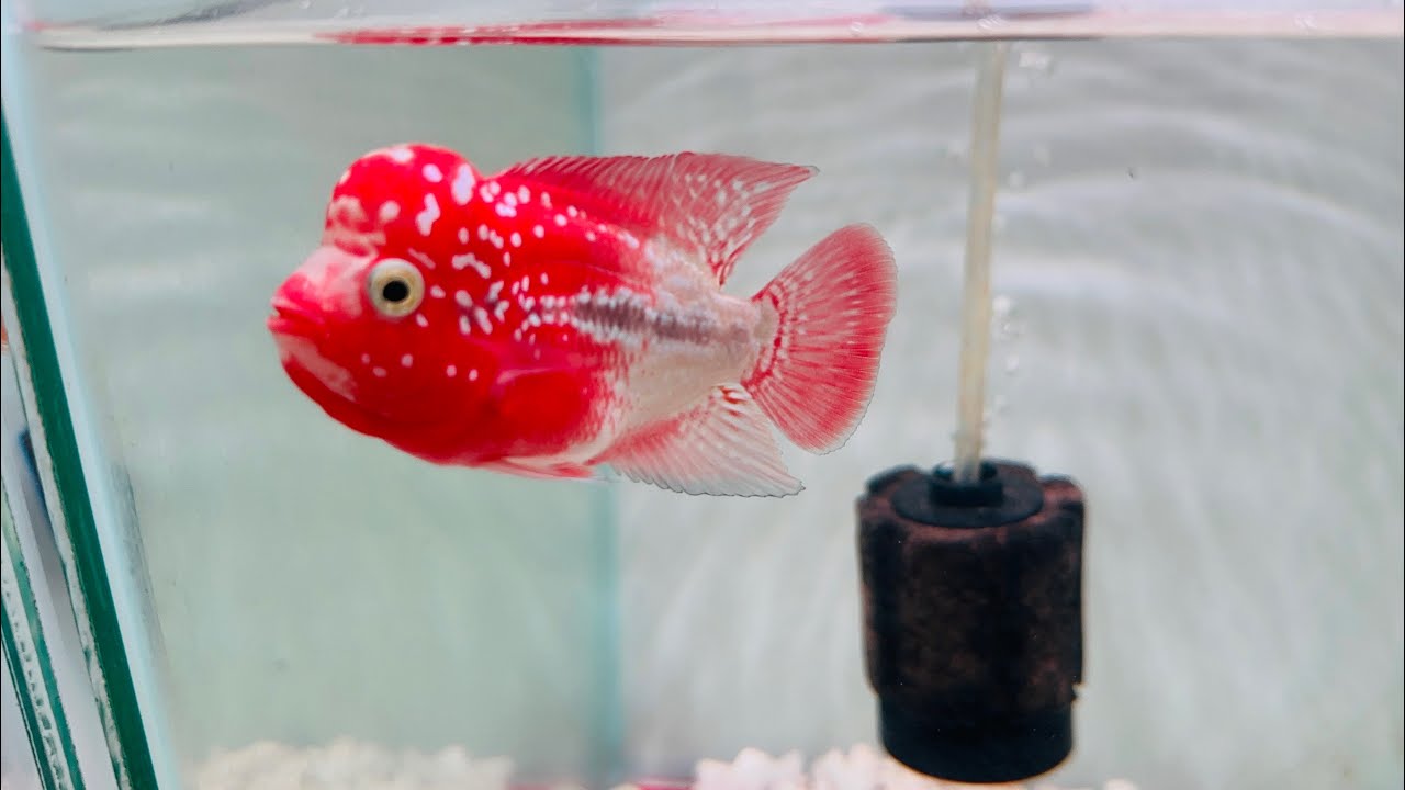 Red Kamfa Classic Flowerhorn Viet Nam Fishes - Dành Cho Ae Đam Mê Đỏ ...