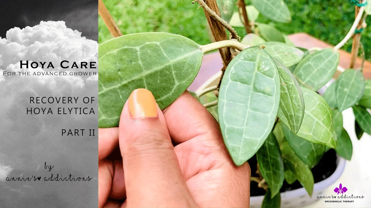 Hoya care for the advanced care | Recovery of Hoya elytica | Part II ...