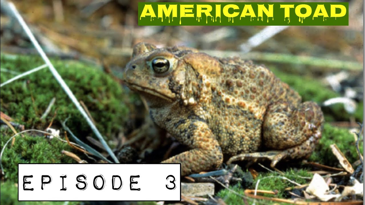HERPING WISCONSIN EP: 3 American Toad - YouTube