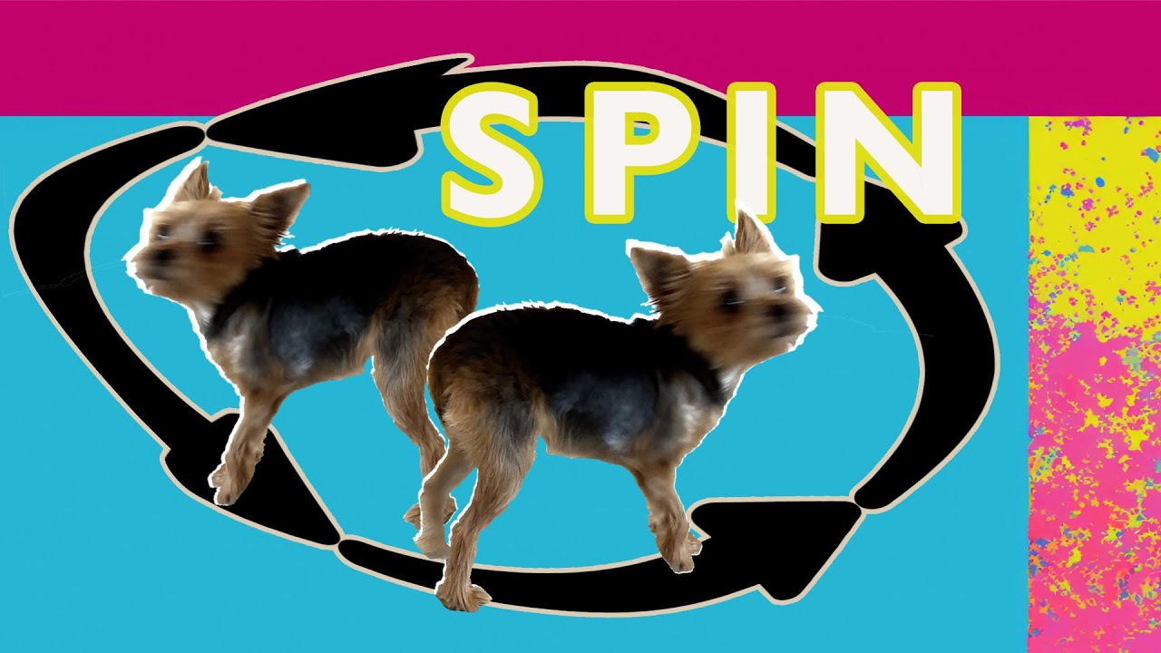 Get Your Dog Spinning in Minutes! Easy Trick Tutorial - YouTube
