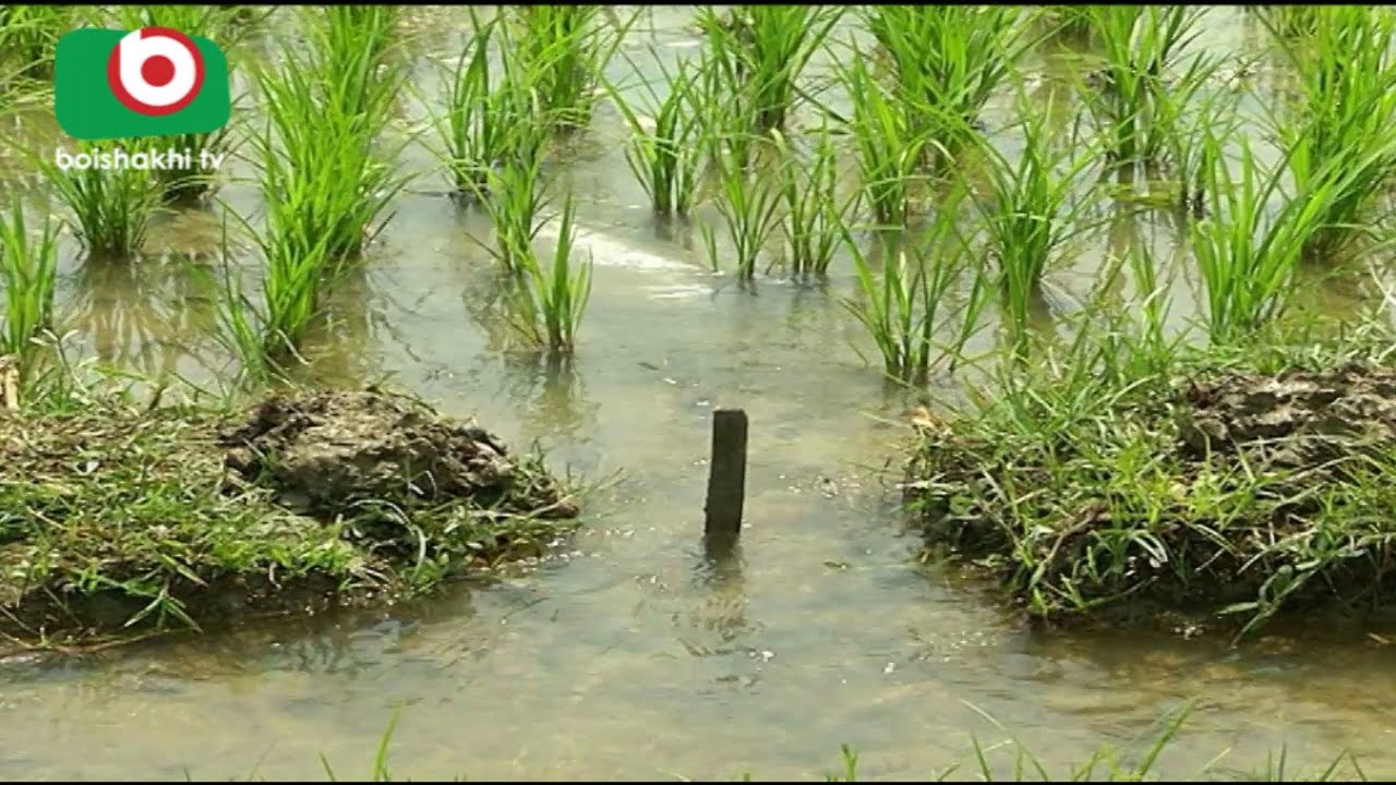 Boro Rice Cultivation | Sumon | 27April17 - YouTube