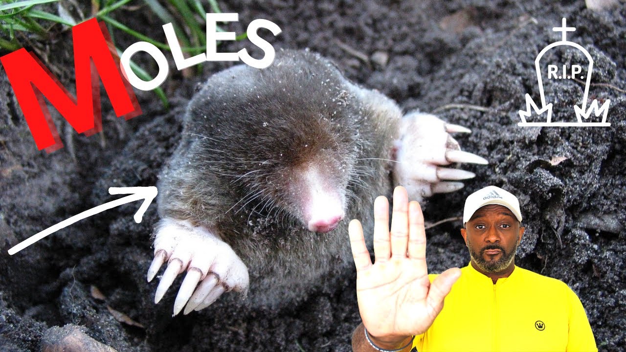 Dead Mole Up Close | Ground Moles Are A Nuisance In Every Yard - YouTube
