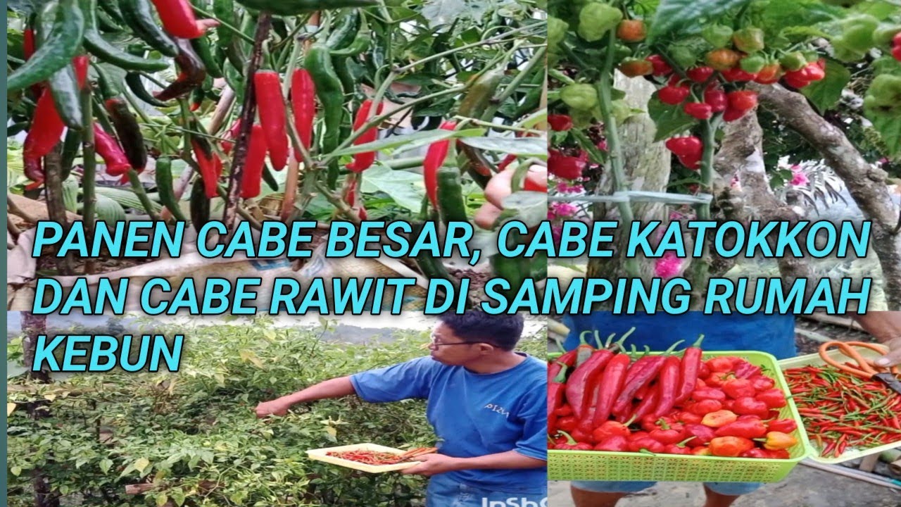 Panen tiga jenis cabe di sekitar rumah/pondok kebun - YouTube