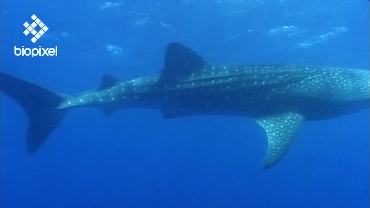 Oceanpedia Critter finder Sharks and Rays Mid water Whale Shark - YouTube