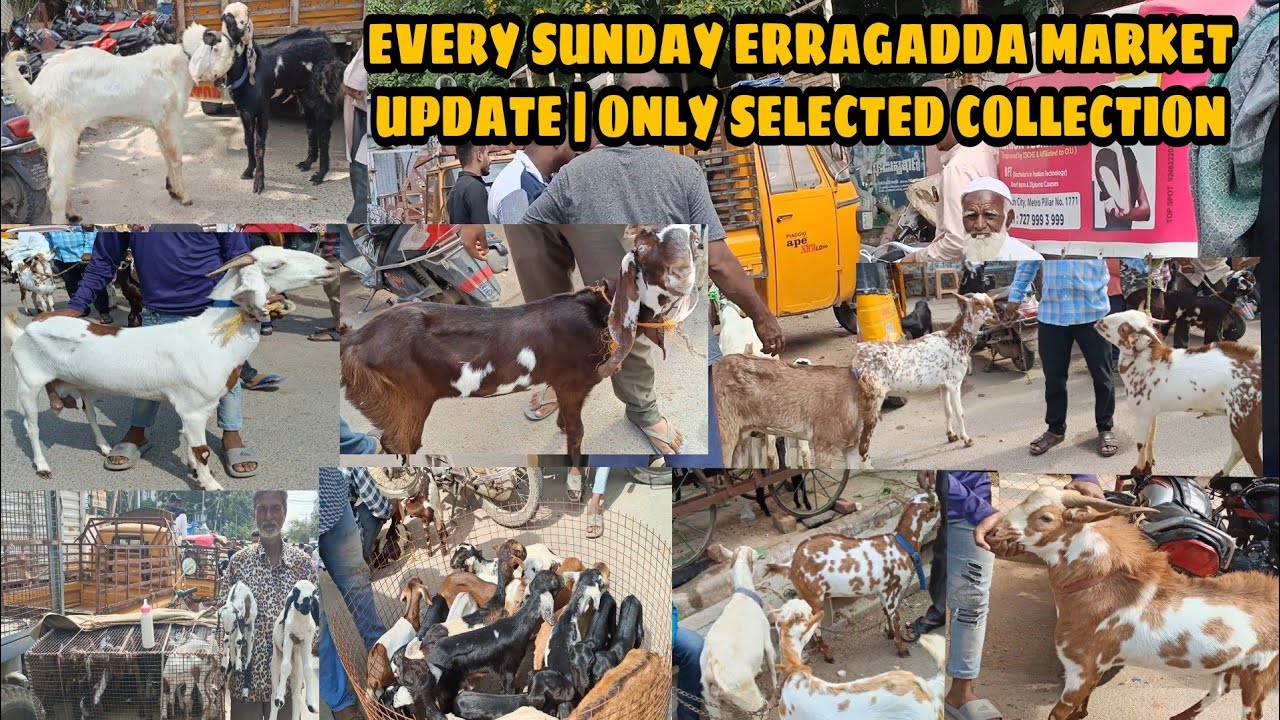 EVERY SUNDAY ERRAGADDA MARKET UPDATE | ONLY SELECTED COLLECTION ...