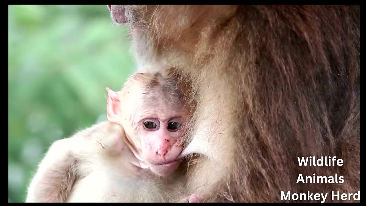 Wildlife Animals Monkey Herd - YouTube