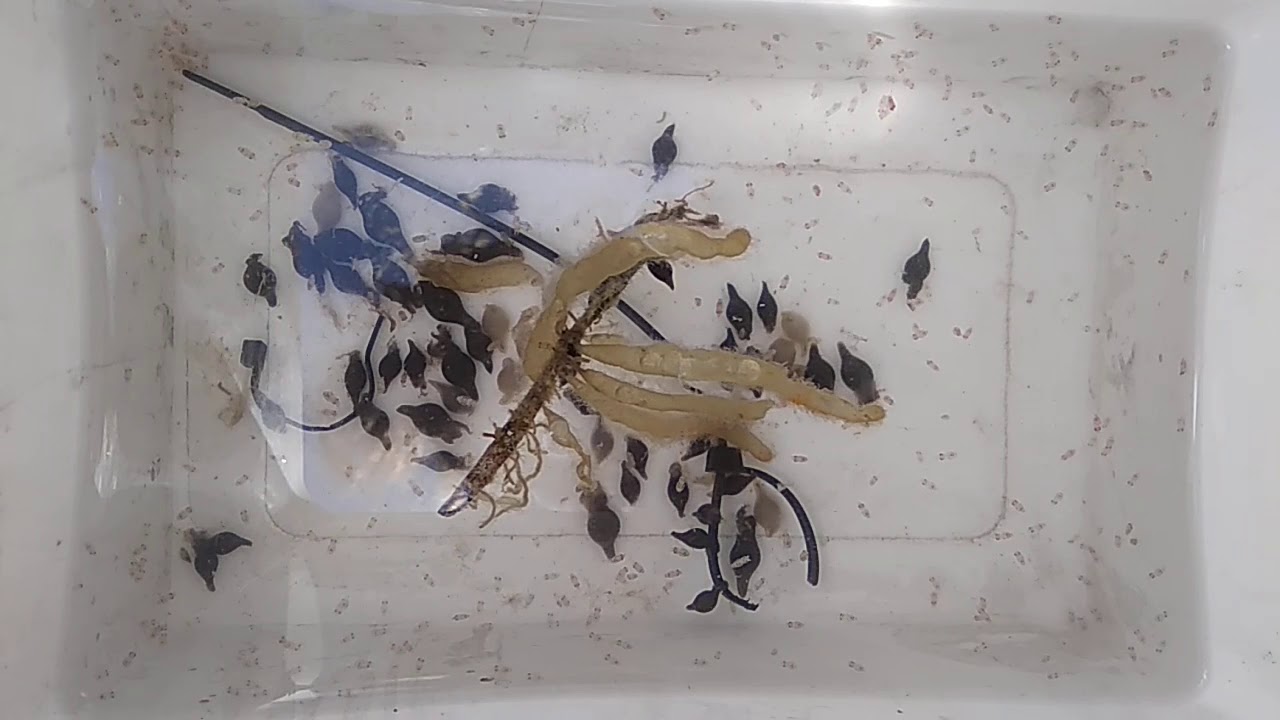 Newly hatched squid embryos - YouTube