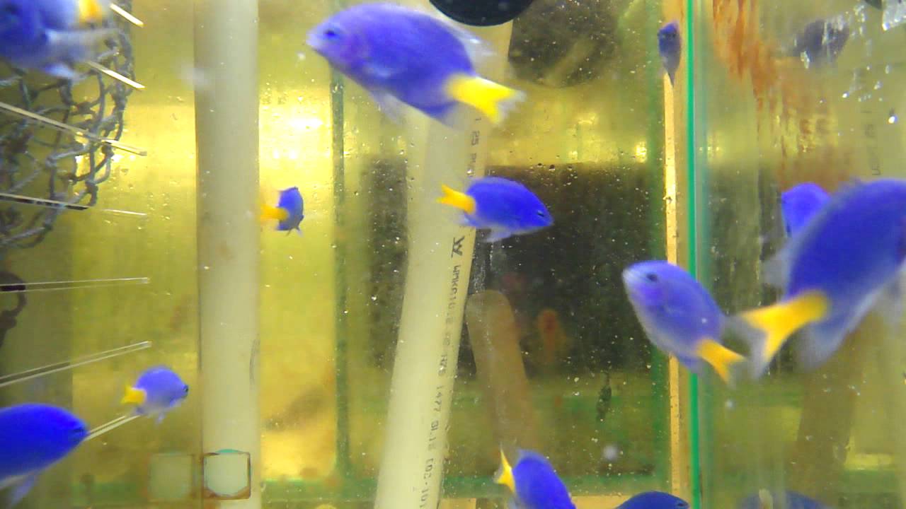 Yellow Tail Blue Damsel