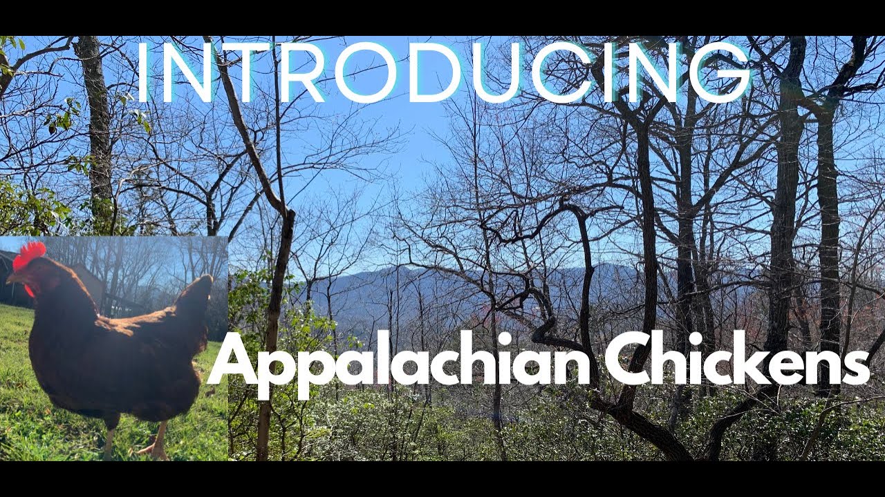 Introducing Appalachian Chickens - YouTube