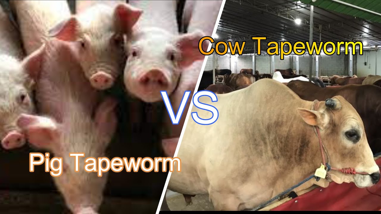 COW TAPEWORM VS PIG TAPEWORM - YouTube