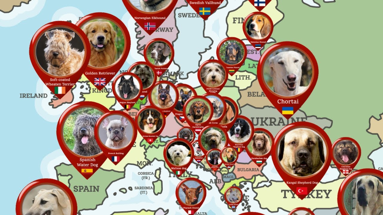 Dog Breeds From Different Countries | Data Around The World - YouTube