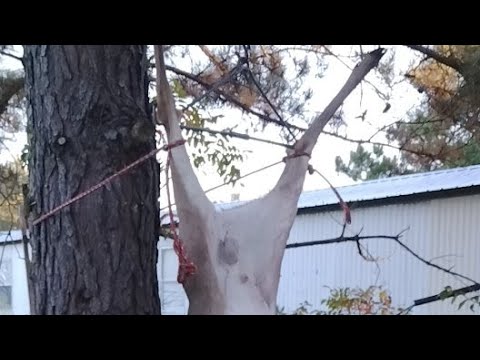 How To Skin A Deer How To Harvest Your Venison Deer Meat - YouTube