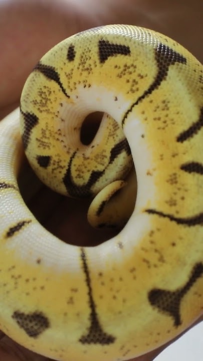 งูบอลไพธอน ball python จังหวัดนราธิวาส ฝากกดติดตาม @birdmediaTH - YouTube