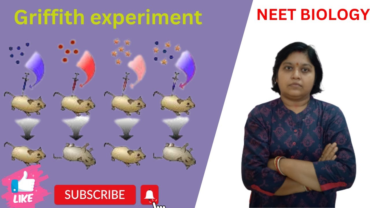 Griffith Experiment and Transforming principle ||( class -12) || - YouTube
