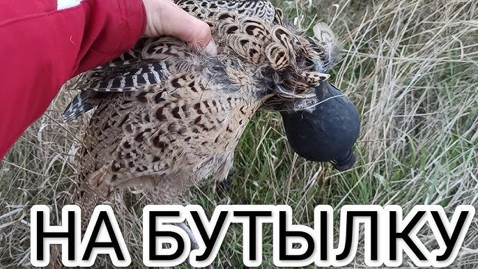 Проходные (гуманные) капканы пошагово