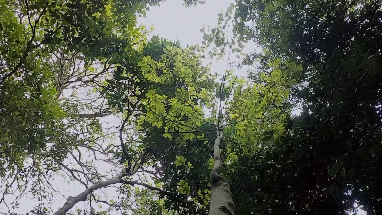 pokok Ipoh / Racun sumpitan / poison tree Malaysia - YouTube