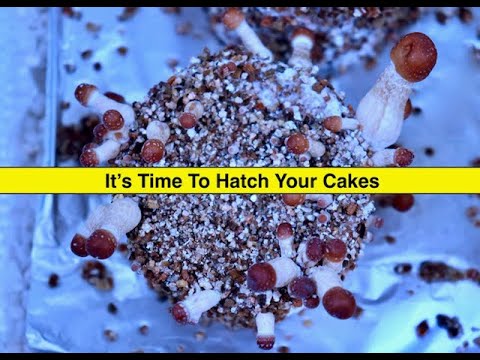 Easy Mushroom Growing: PF Tek BRF Cakes Part 2 - The Hatching - YouTube