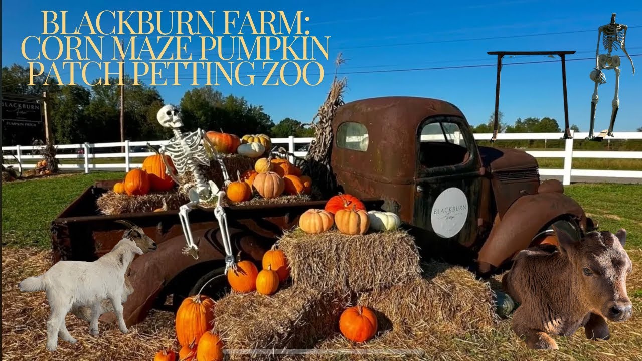 Fall Fun At Blackburn Farm With Pumpkins And A Petting Zoo! - YouTube