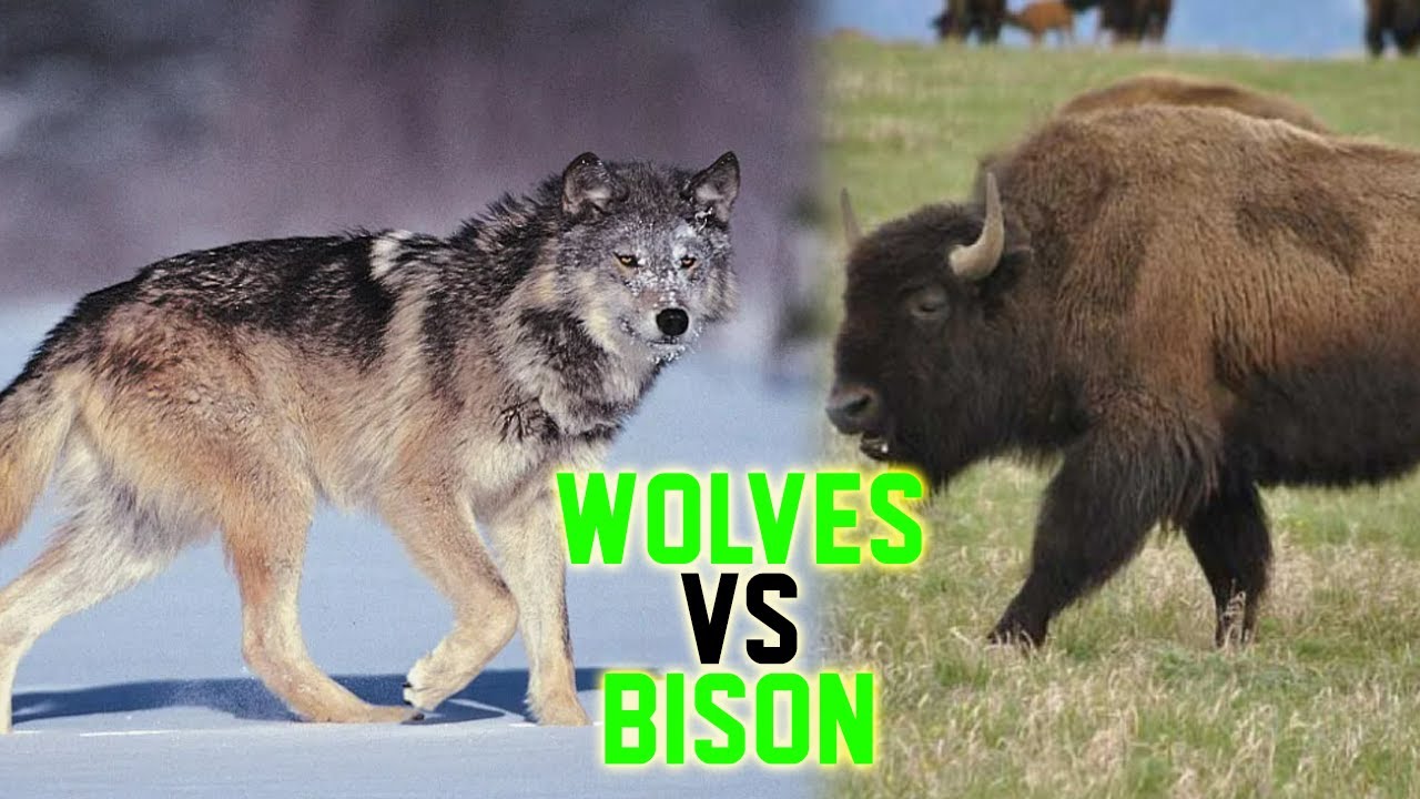 Wolves Vs Bison Fights @Manimalian #animals #fighting #fightscene - YouTube