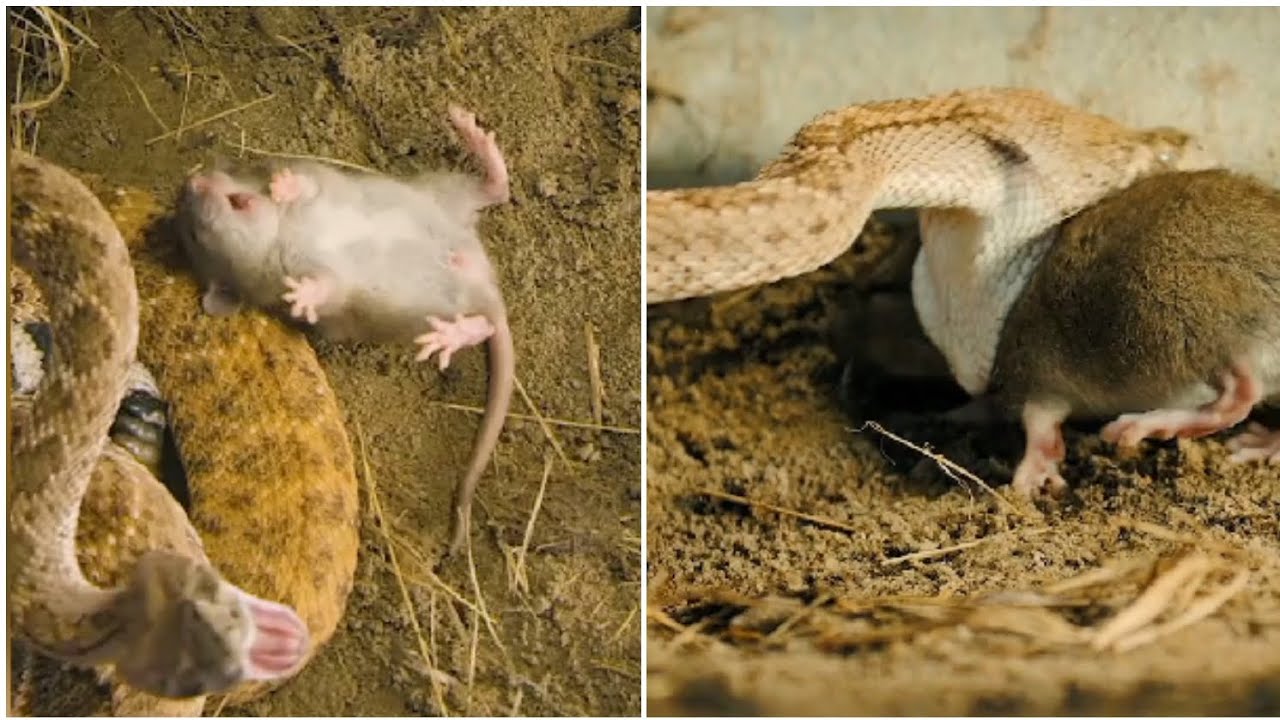 snake 🐍 attack mouse | wild life - YouTube