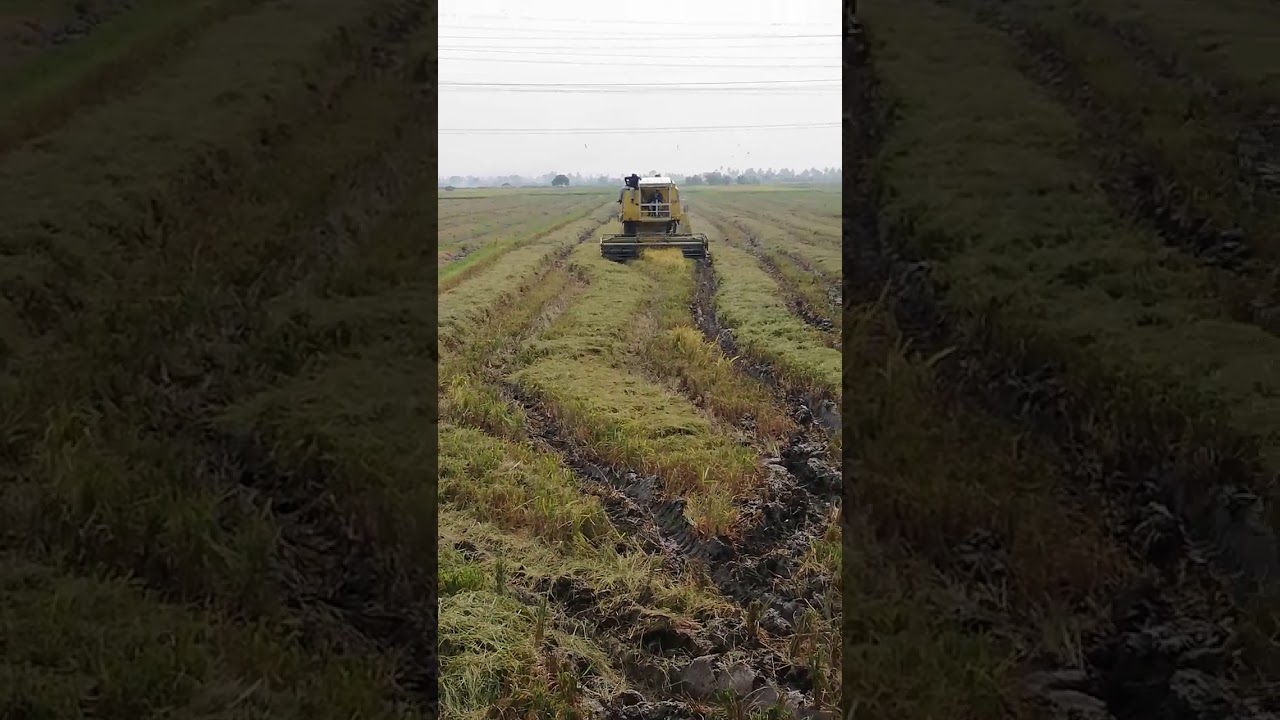 Mesin padi menuai padi - YouTube