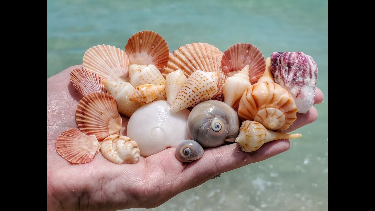 2 Videos In One Week Snorkeling Navarre Beach FL For Seashells August 9th 2020 YouTube 2-videos-in-one-week-snorkeling-navarre-beach-fl-for-seashells-august-9th-2020-youtube