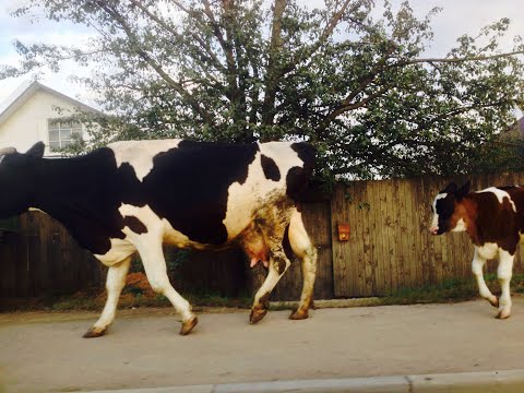 crazy speaking in periscope