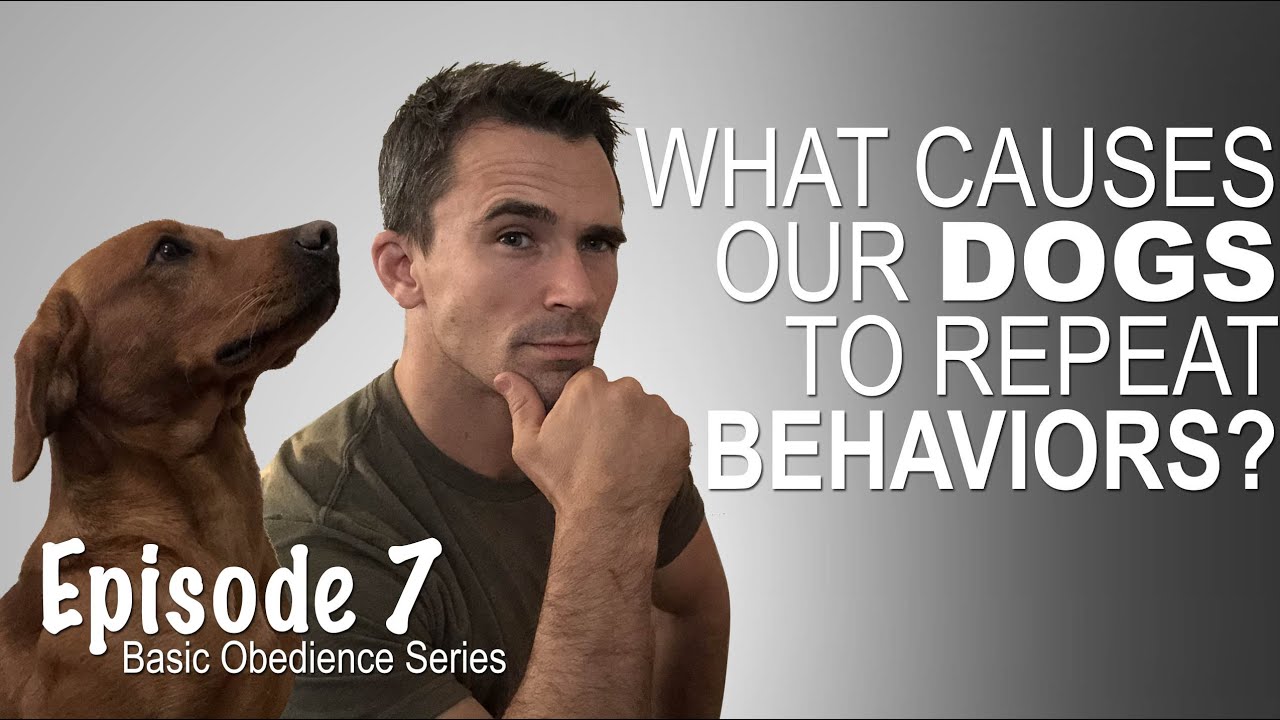 What causes a dog to repeat a behaviors? Episode 7 - YouTube