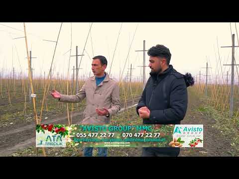 ŞABRAN RAYONU TAM İNTENSİV GİLAS BAĞI - AVİSTO GROUP ŞİRKƏTİ TƏRƏFİNDƏN.