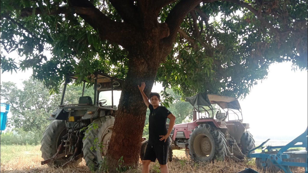 100 years Purana tree 🌲 - YouTube