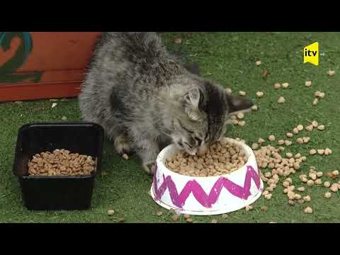 Pişiklər üçün məhəllə