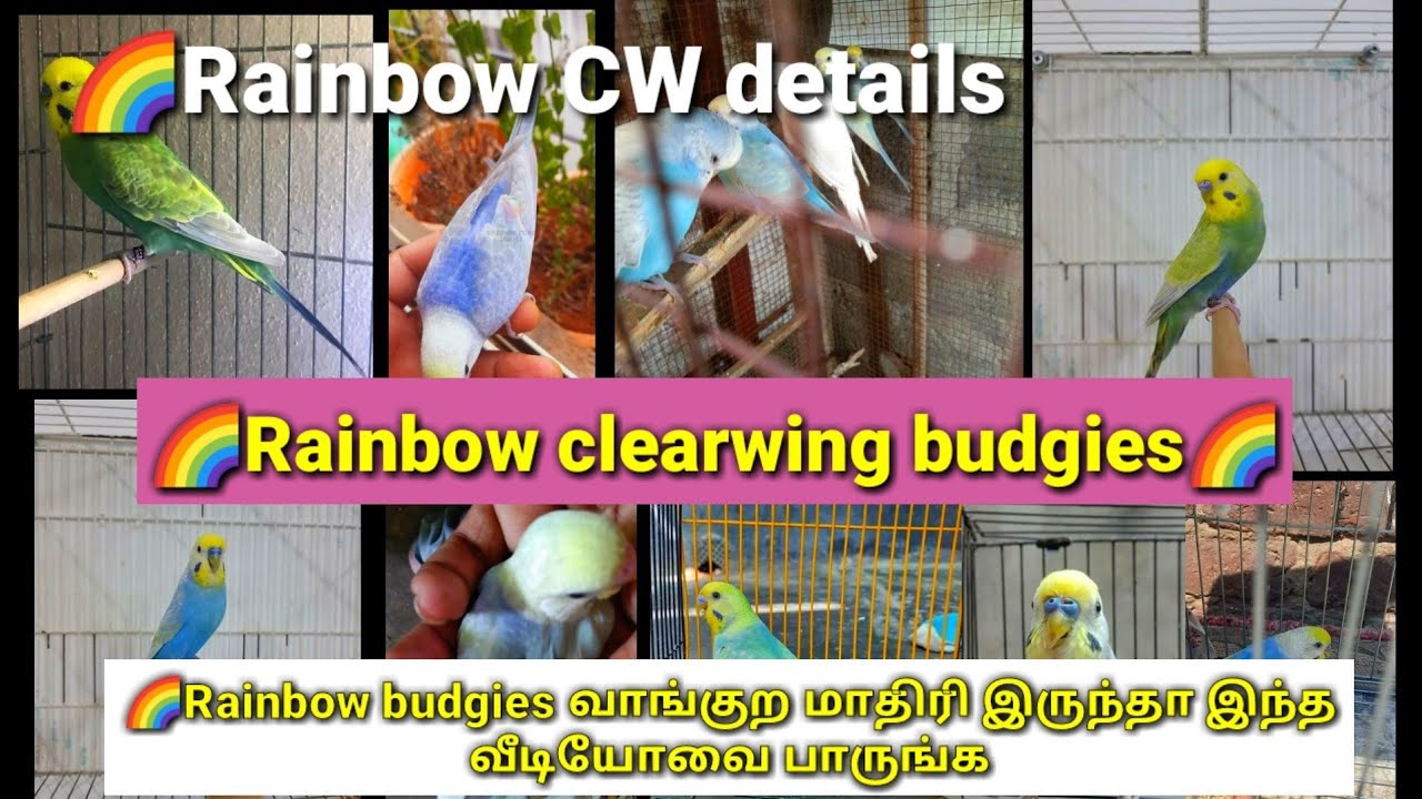 Rainbow budgies |clearwing Rainbow |best birds choose ...