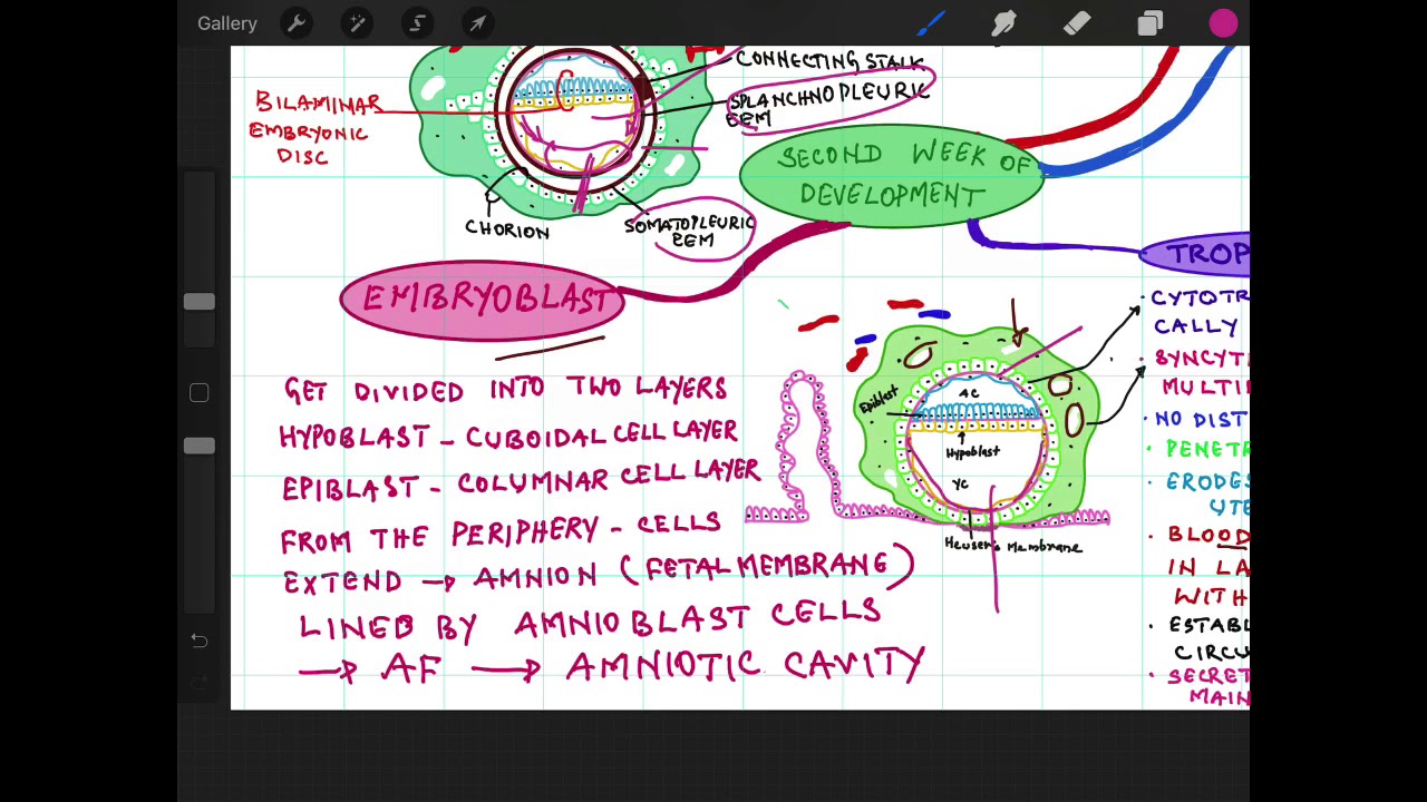 General Embryology : Second Week Of Development | With Mindmap - YouTube