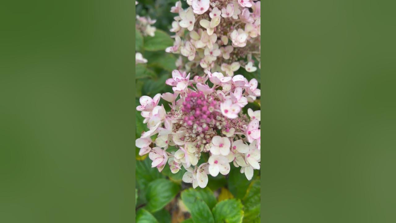 Гортензия метельчатая Би Хеппи (Hydrangea paniculata Bee Happy) - YouTube