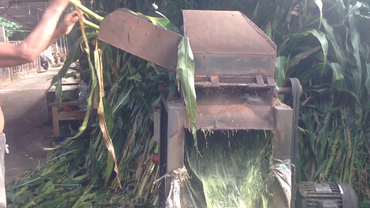 Pentingnya mencoper hijauan atau rumput pakan sapi potong - YouTube