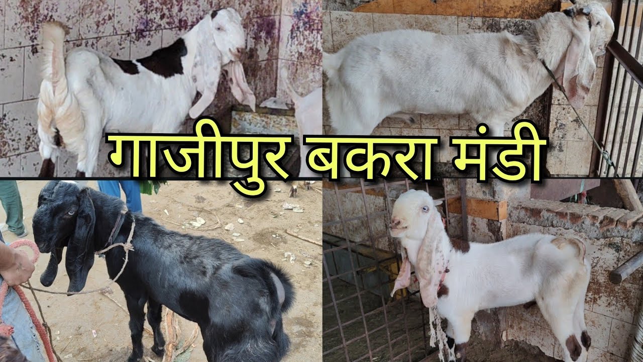 25000.ka original hyderabadi Bakra 23/10/2024 Ghazipur Bakra Mandi Me ...